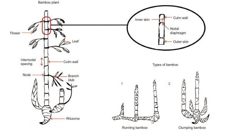 Properties of Bamboo as a Structural Member in Construction - Structville